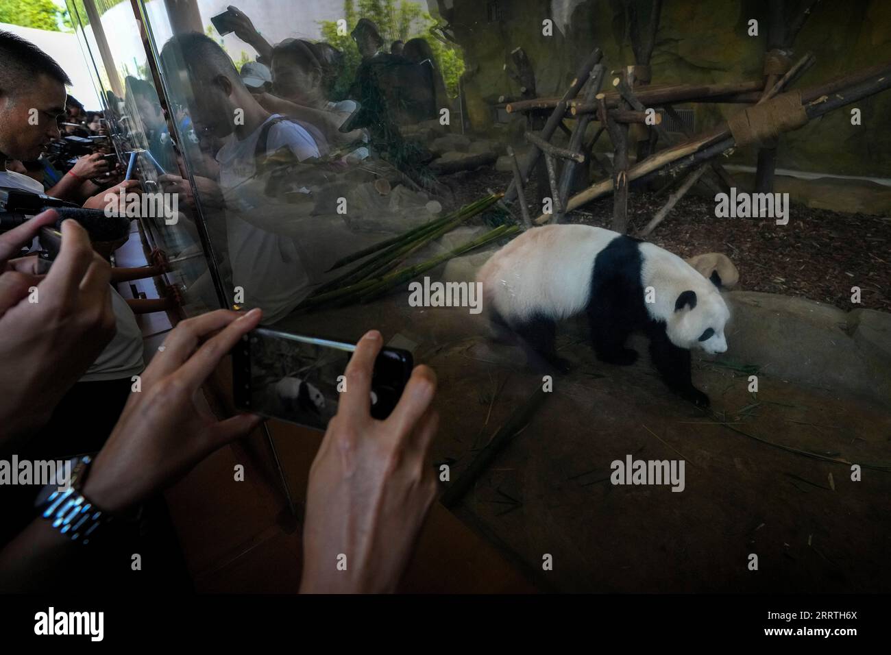 Visitors take pictures of Tao Bang, one of the panda twins which ...