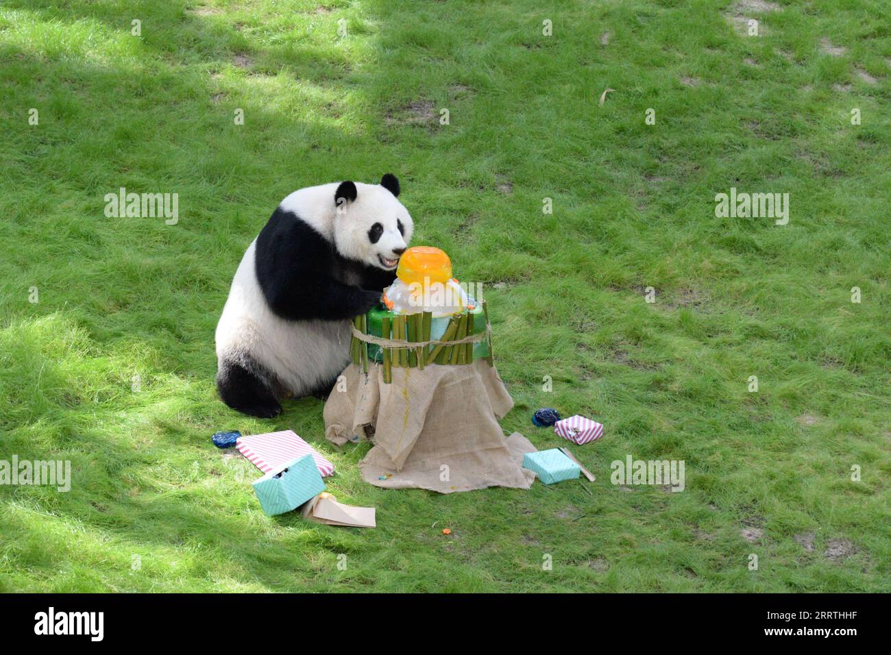 230727 -- DOHA, July 27, 2023 -- Giant panda Si Hai enjoys her birthday ...