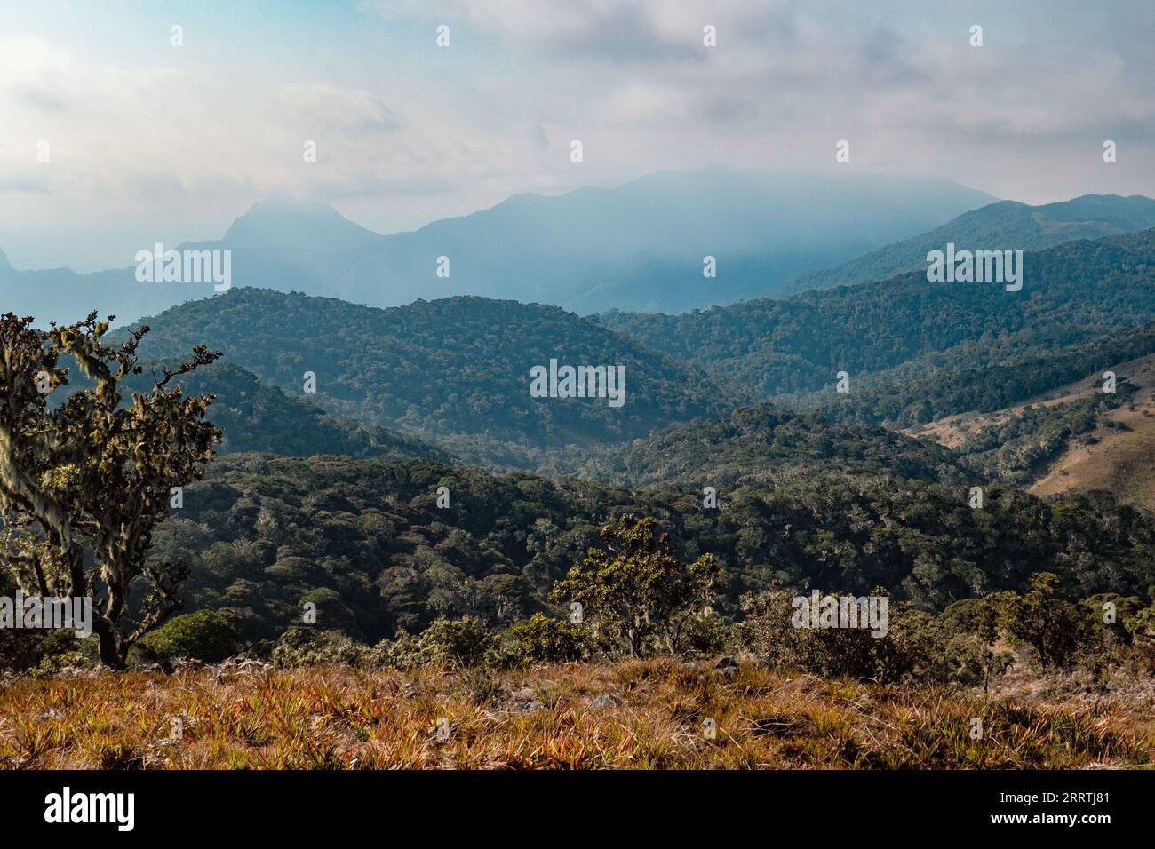 Scenic view of trees growing in the forest at Lutwangule Plateau in ...