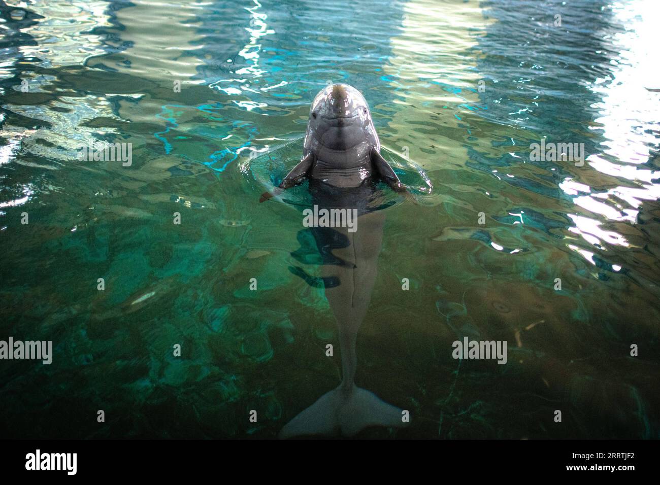 230727 -- WUHAN, July 27, 2023 -- Yangtze finless porpoise Tao Tao ...