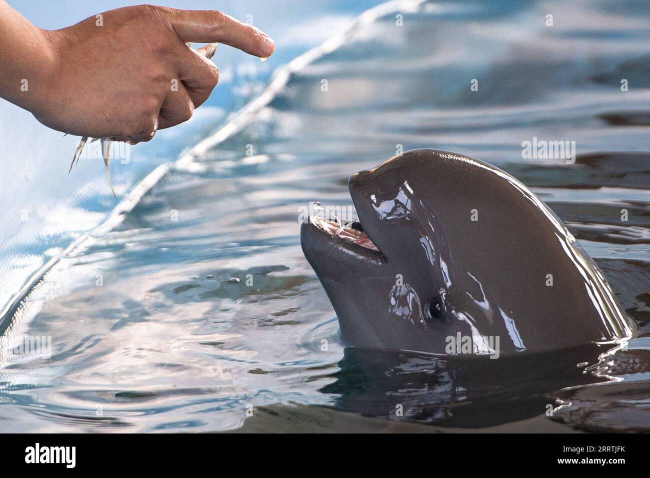 Baby Yangtze River Dolphin