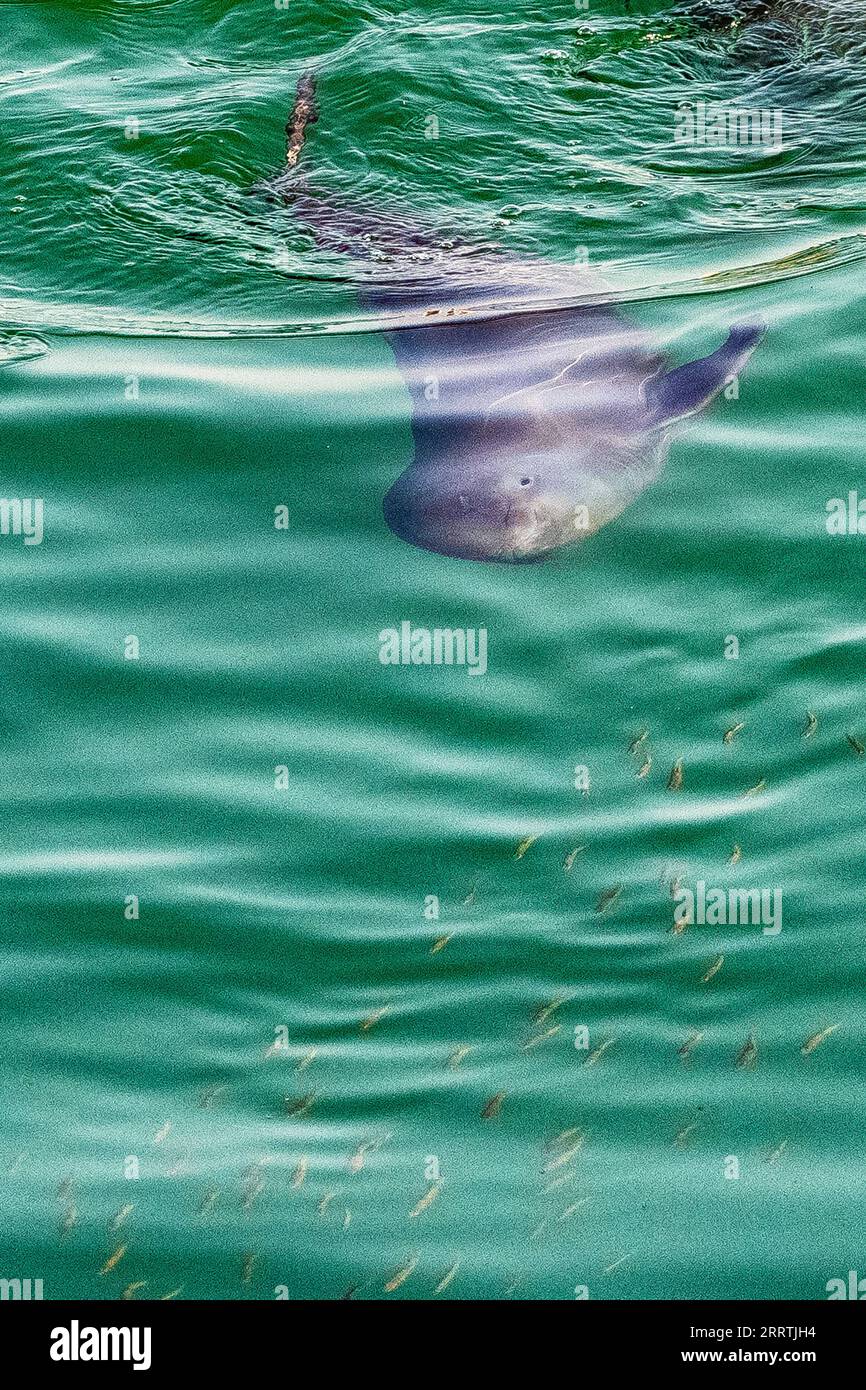 230727 -- WUHAN, July 27, 2023 -- A Yangtze finless porpoise hunts for ...