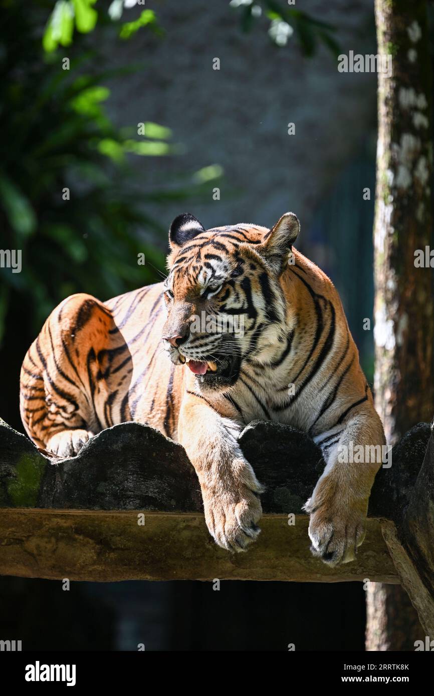 230729 -- KUALA LUMPUR, July 29, 2023 -- A Malayan tiger is pictured at Zoo Negara near Kuala ...