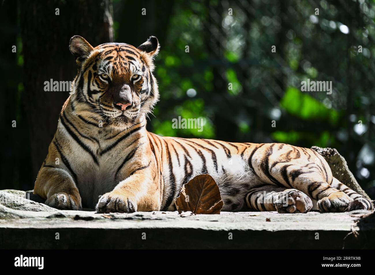 230729 -- KUALA LUMPUR, July 29, 2023 -- A Malayan tiger is pictured at Zoo Negara near Kuala ...