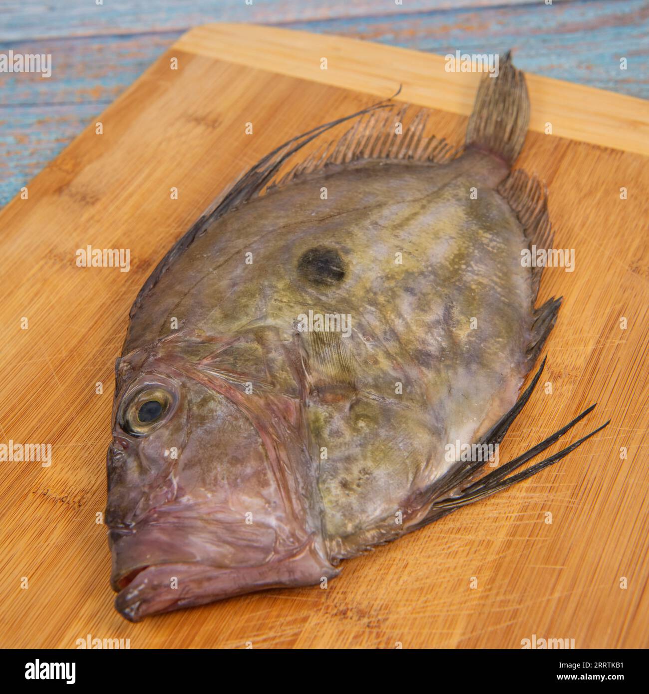 Saint-Pierre Seafish, Zeus Faber, John Dory, Pez de San Pedro, fish ...