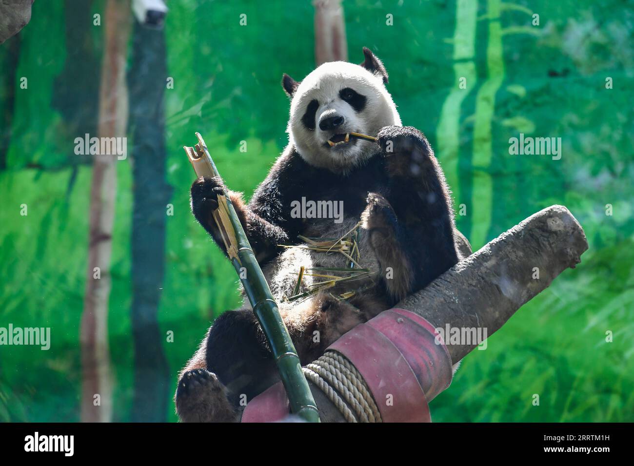 230730 -- MOSCOW, July 30, 2023 -- Giant panda Ruyi eats bamboo during ...