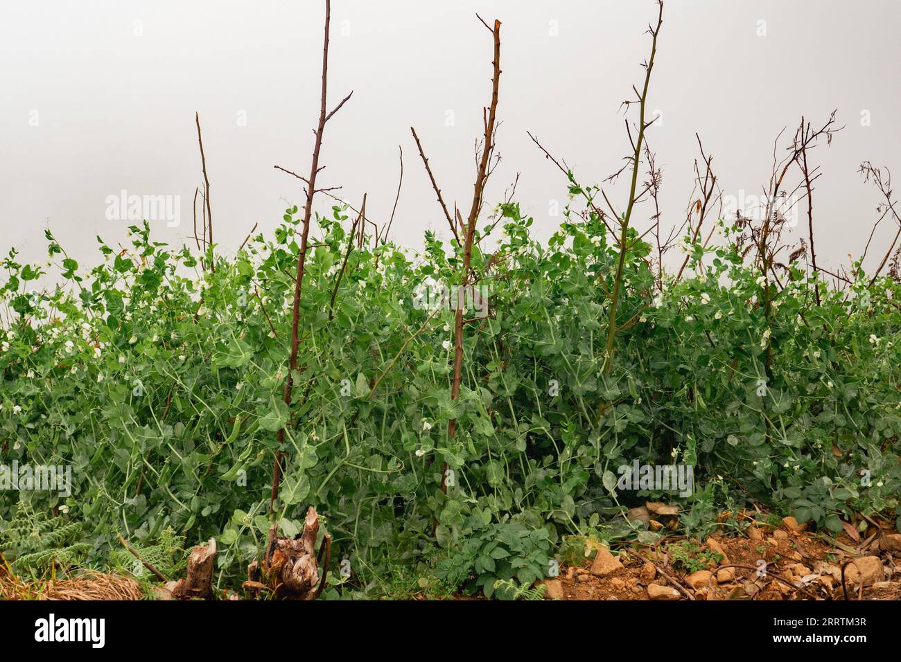 View of Green Peas plantation in Morogoro Region in Tanzania Stock ...