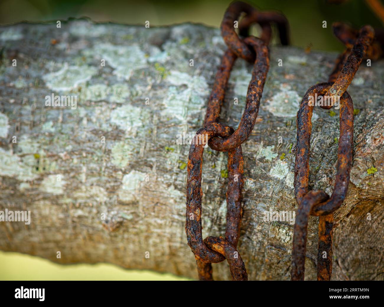 A closeup of a rusty metal chain link on a tree log Stock Photo - Alamy