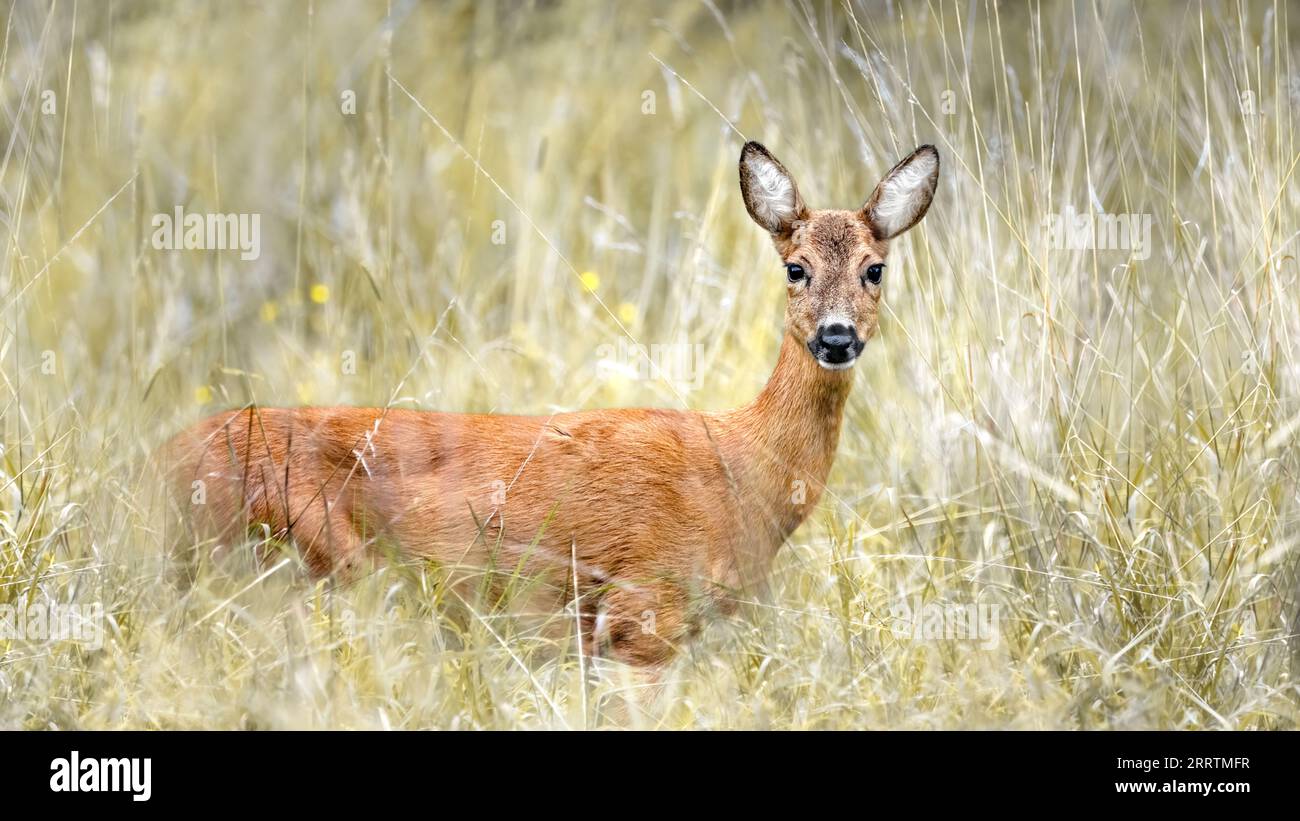 A close-up of a deer in high dry grass looking at the camera Stock ...