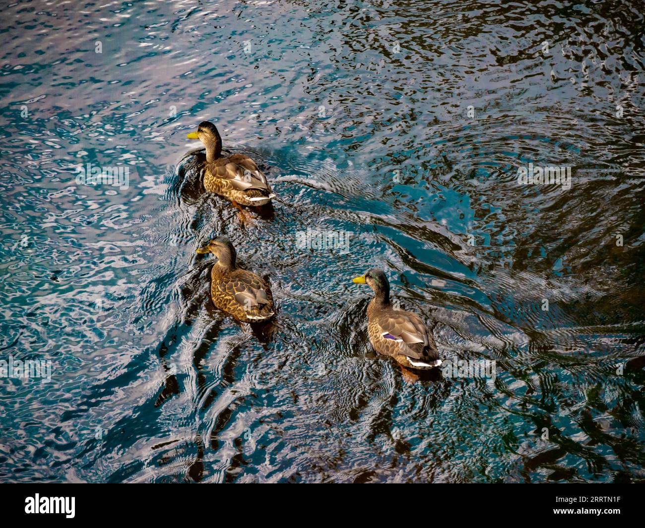 A group of three mallard ducks swimming in the river, european birds ...