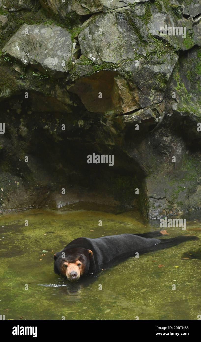 Hangzhou zoo hi-res stock photography and images - Alamy