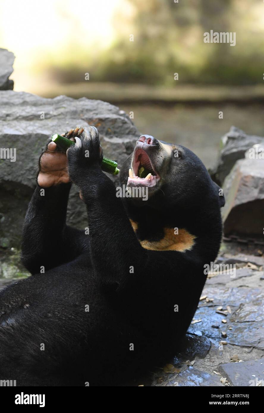 Video sun bear in zoo hi-res stock photography and images - Alamy