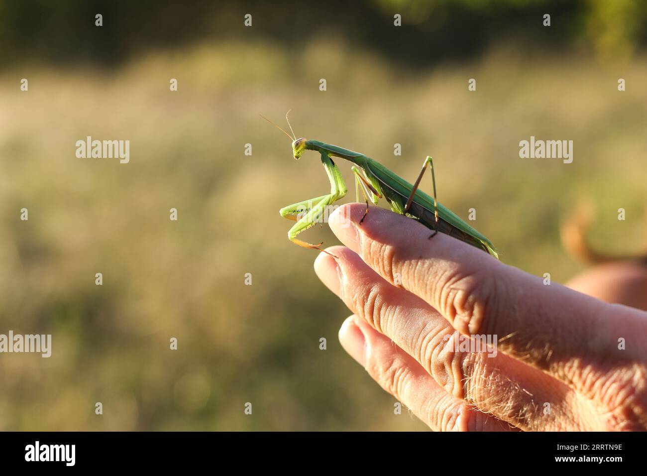 Mantis prayer hi-res stock photography and images - Alamy