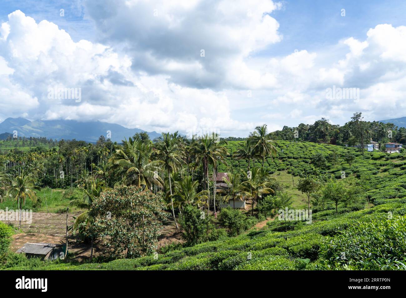 Wayanad is a rural district in Kerala state, southwest India Stock ...