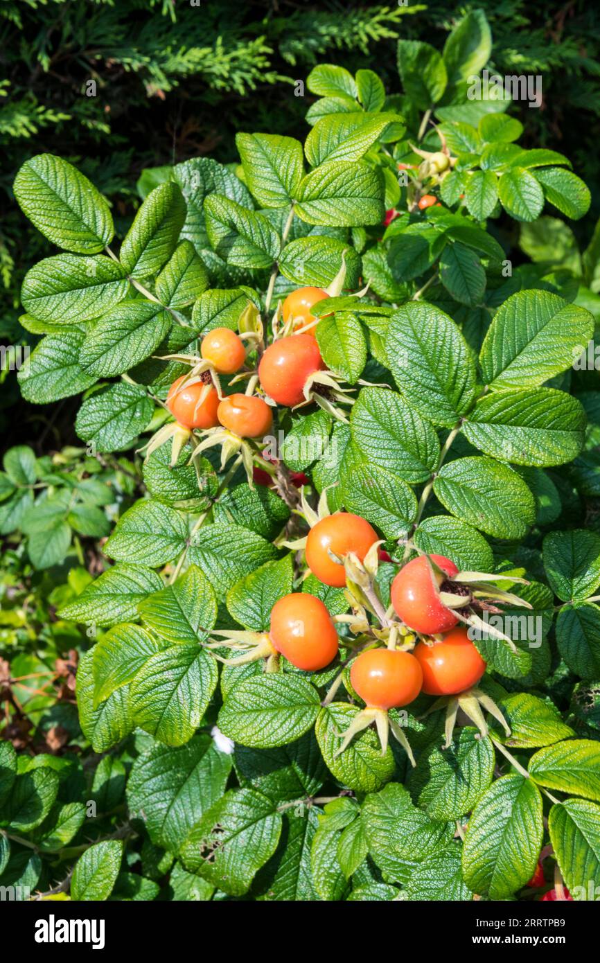 Large rose hips hi-res stock photography and images - Alamy