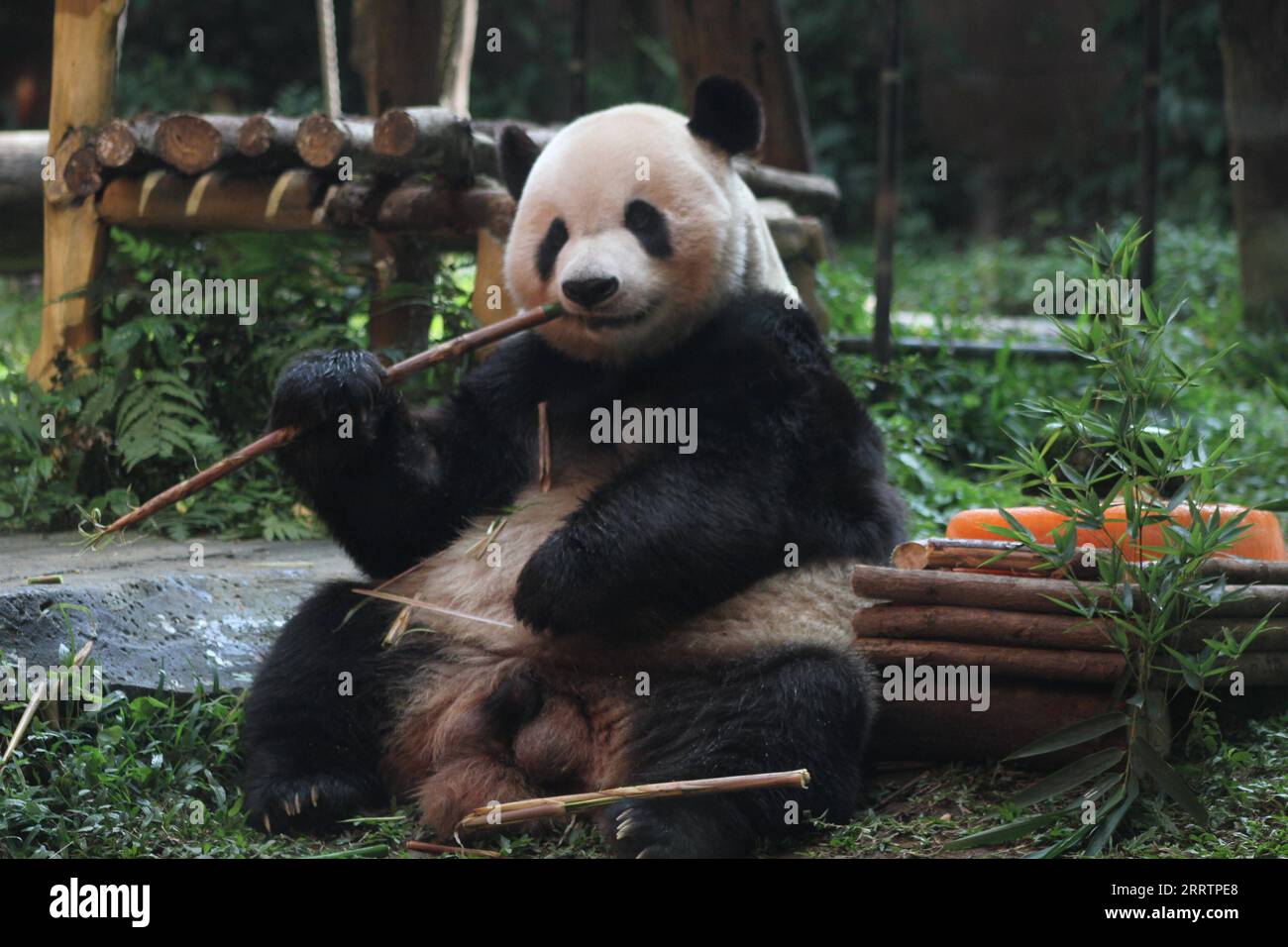 230805 -- BOGOR, Aug. 5, 2023 -- Giant panda Cai Tao is seen during a ...