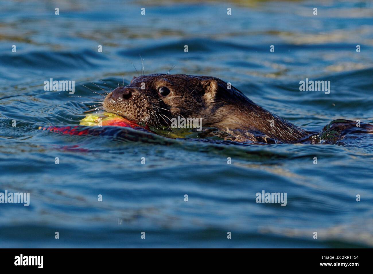 Welsh otter hi-res stock photography and images - Alamy