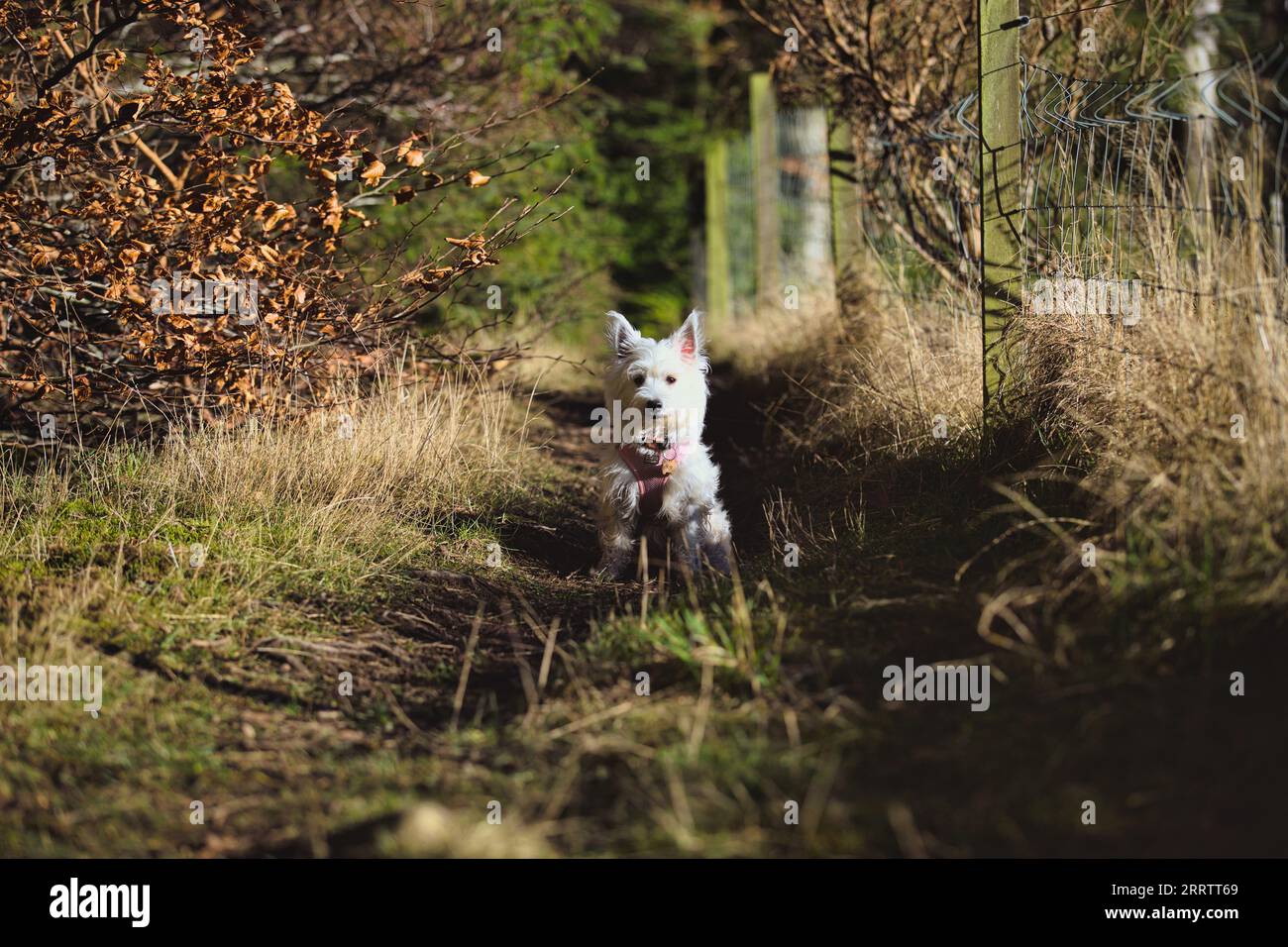 The west highland terrier dog in front of white studio background Stock ...