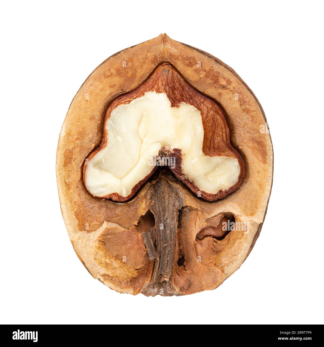 Half walnut isolated on a white background. File contains clipping path ...