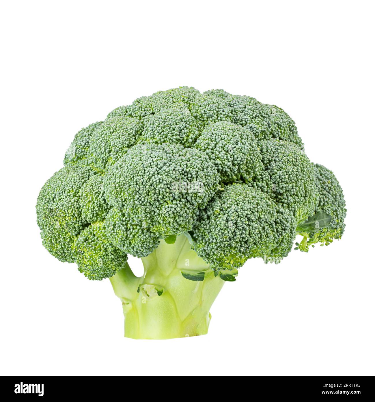 Fresh broccoli isolated on white background. File contains clipping ...