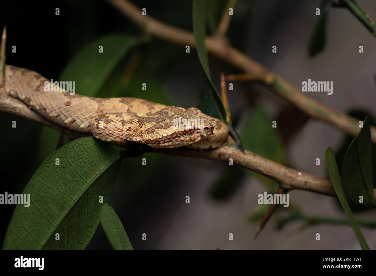 Malabar pit viper (Trimeresurus malabaricus), brown colour morph in ...