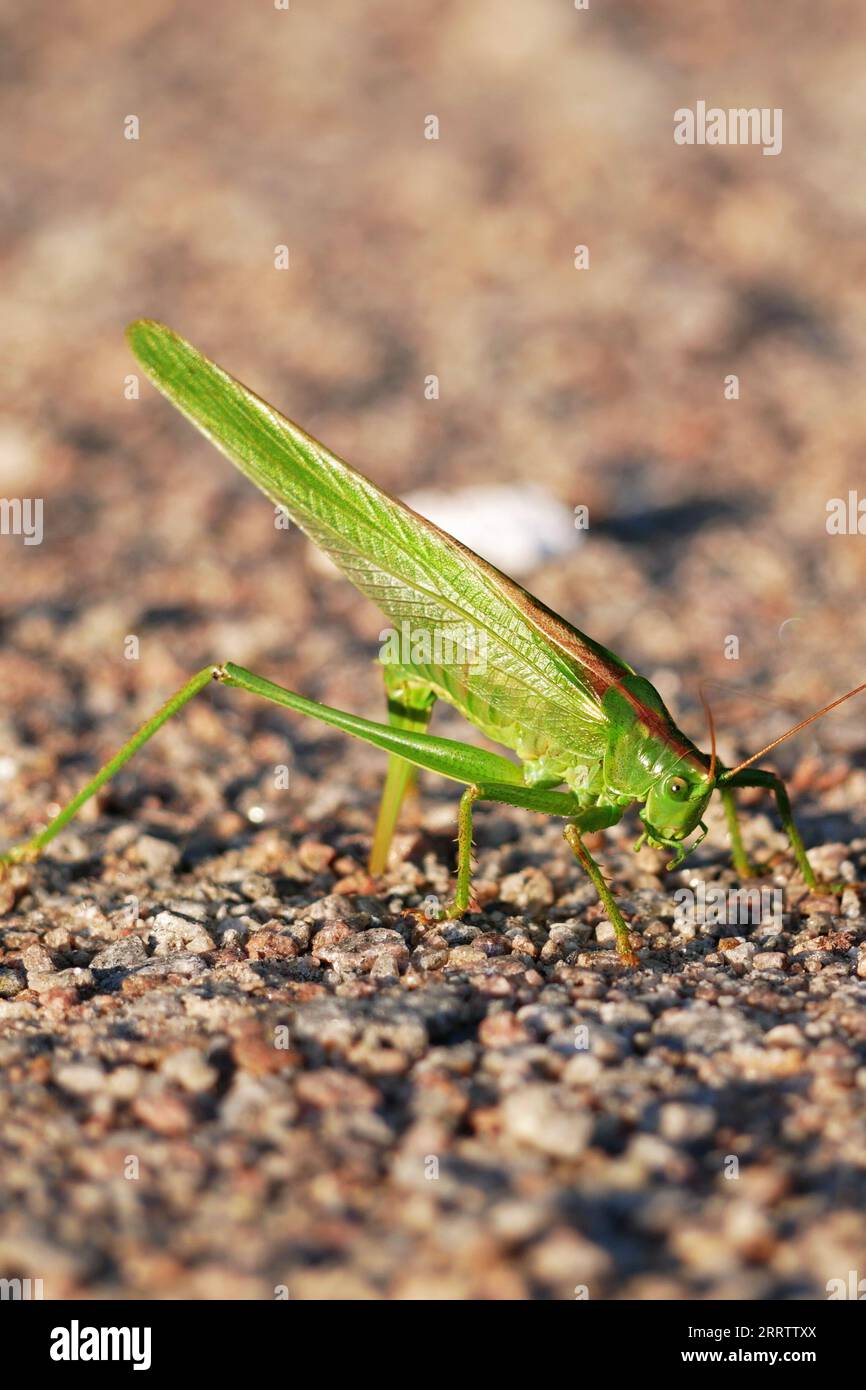 Insect conservation efforts hi-res stock photography and images - Alamy