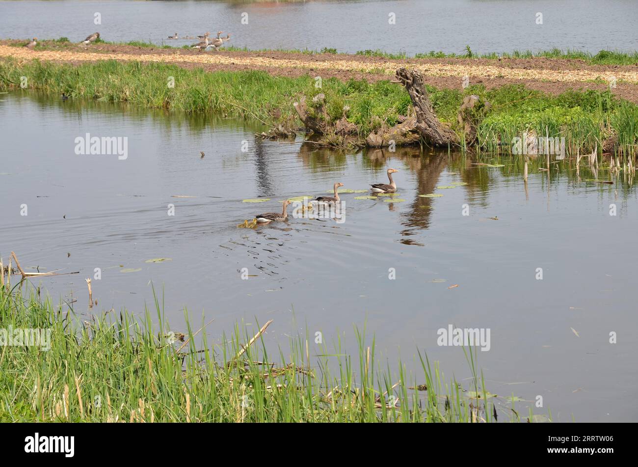 Female Mallards contribute to the species' preservation by laying eggs ...