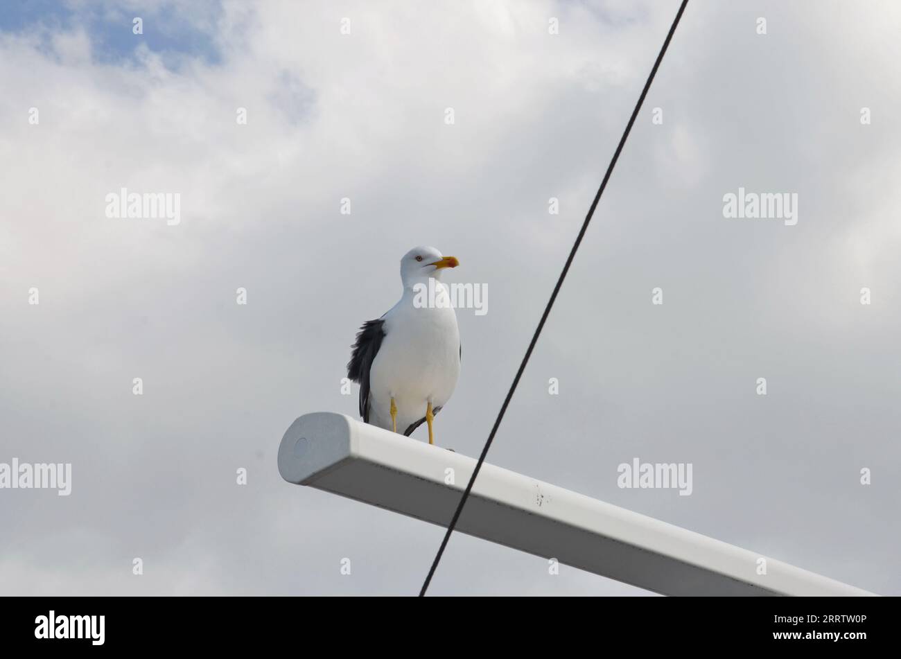 Seagull observation hi-res stock photography and images - Alamy