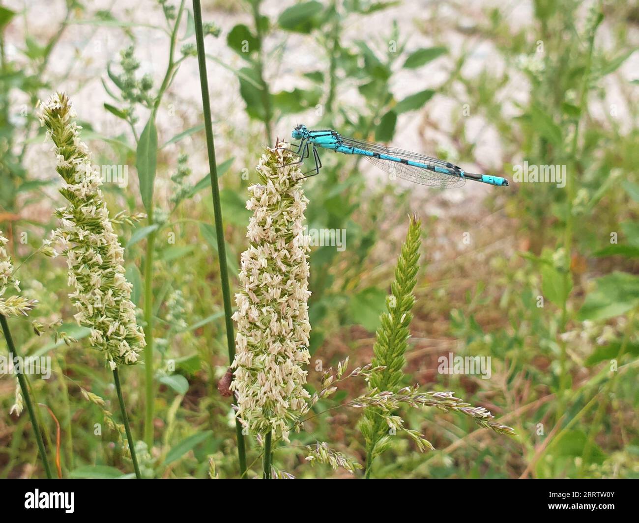 The Common Blue Damselfly is a common and easily recognizable dragonfly ...