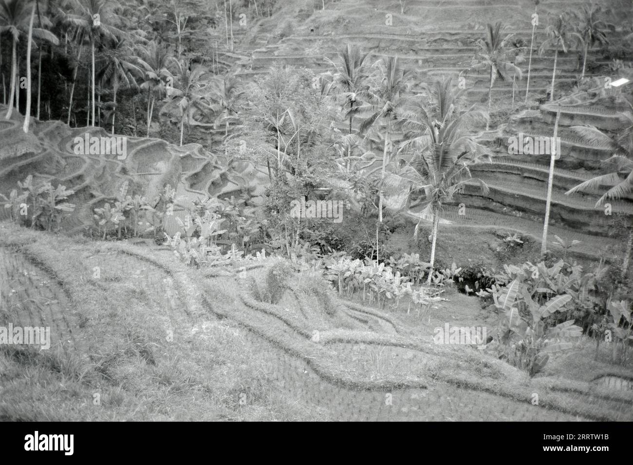 Indonesian rice fields historic hi-res stock photography and images - Alamy
