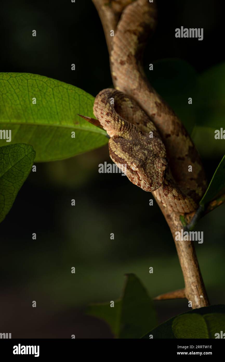 Malabar pit viper (Trimeresurus malabaricus), brown colour morph in ...