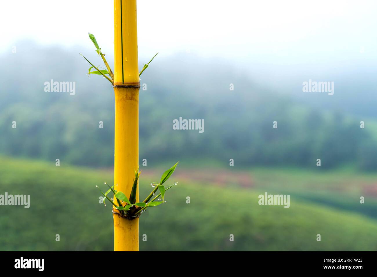 tree background images Stock Photo - Alamy