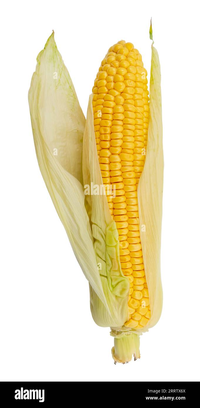 Corn in the skin on a white background. Cob of corn close up Stock ...