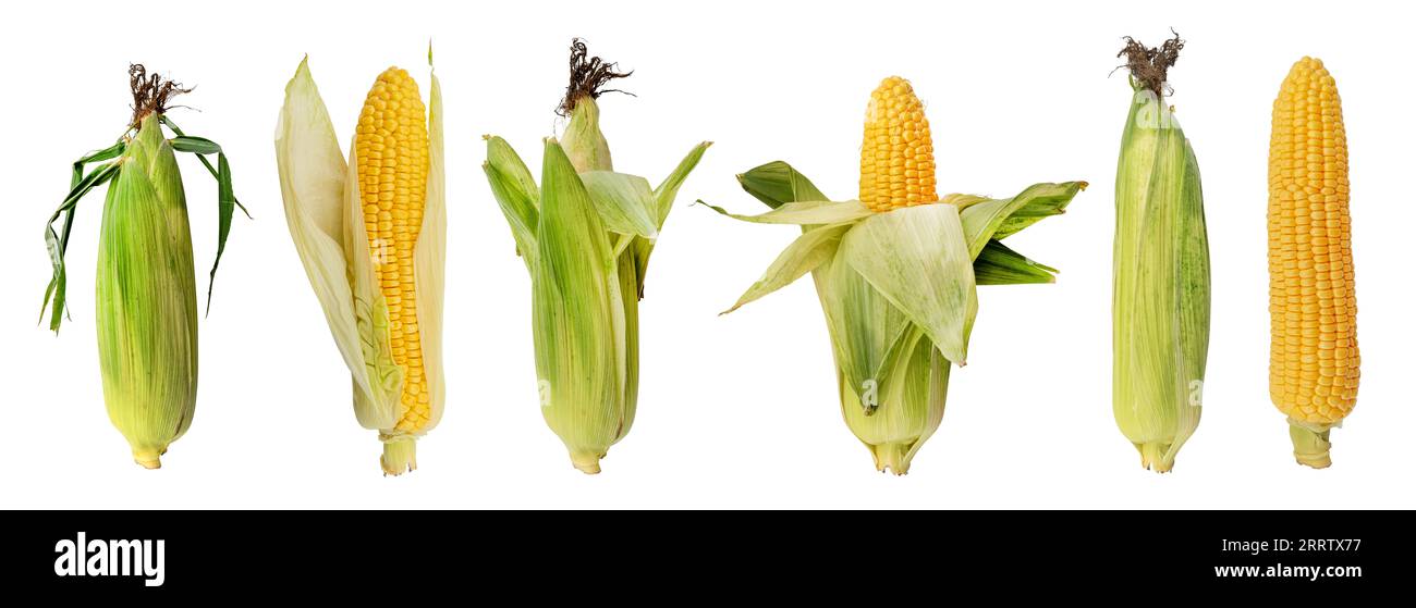 Set of peeled and unpeeled corn cobs on a white background. Corn Stock ...