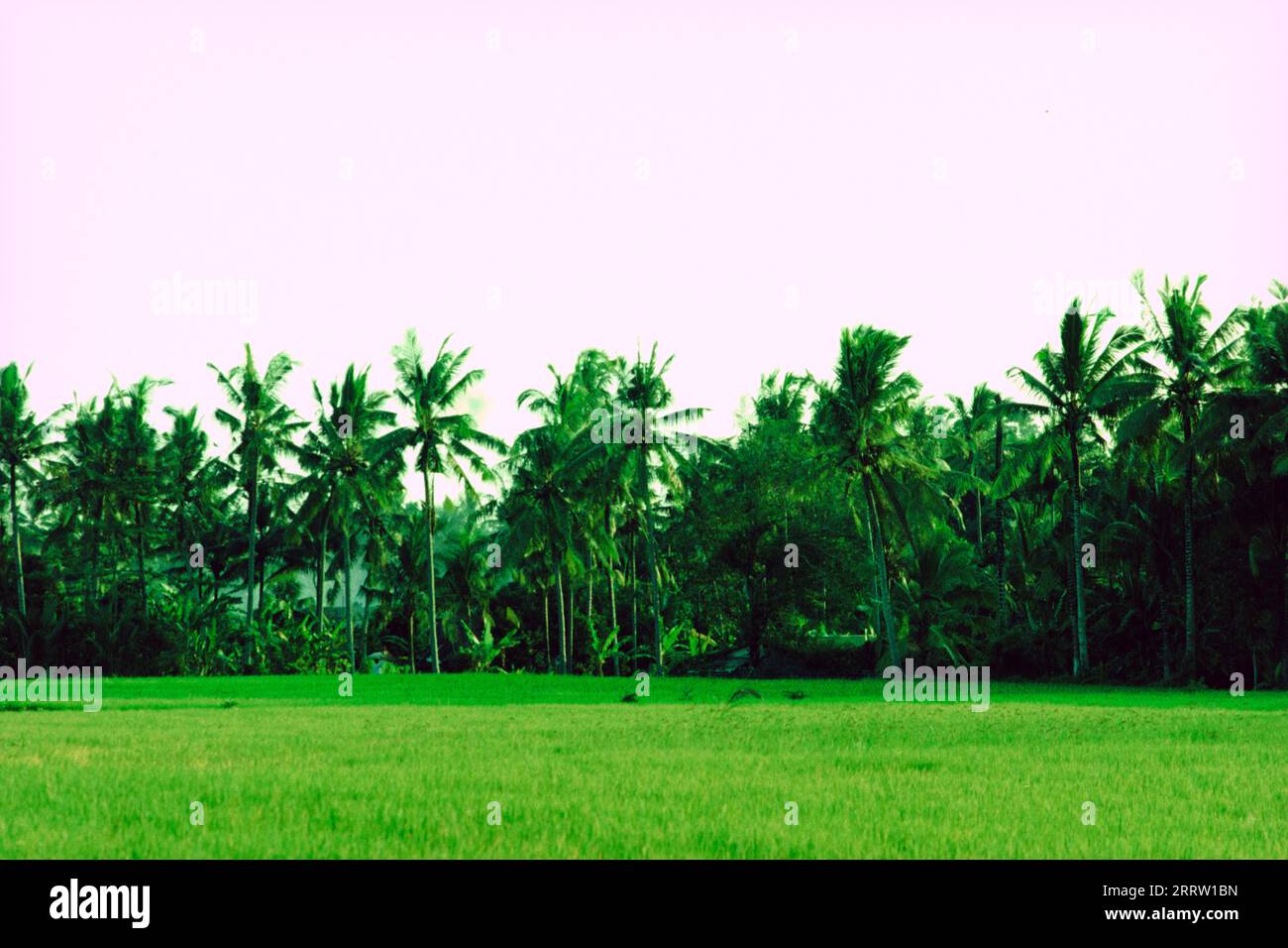 Padi rice fields in Balinese landscape Stock Photo - Alamy