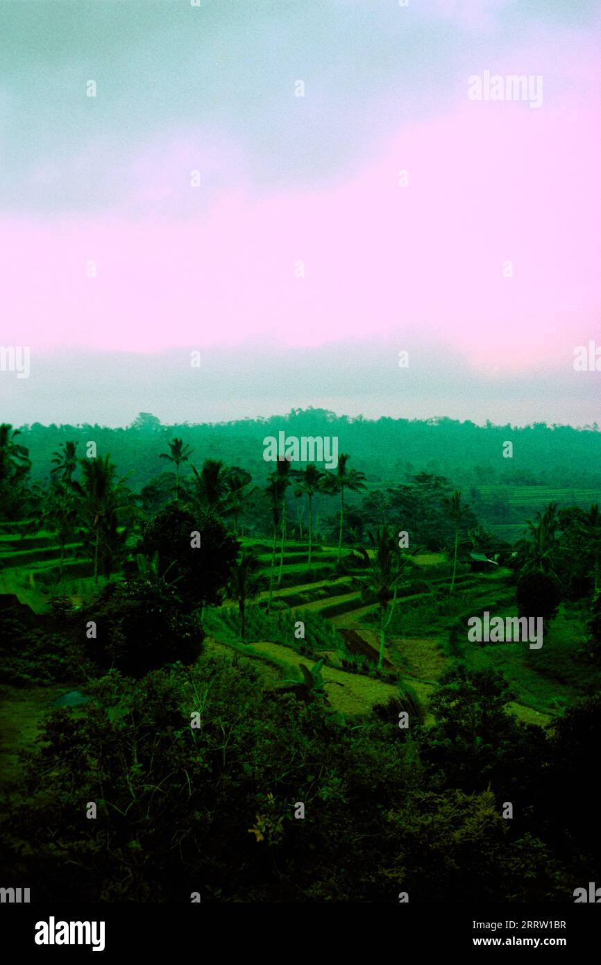 Indonesian rice fields historic hi-res stock photography and images - Alamy