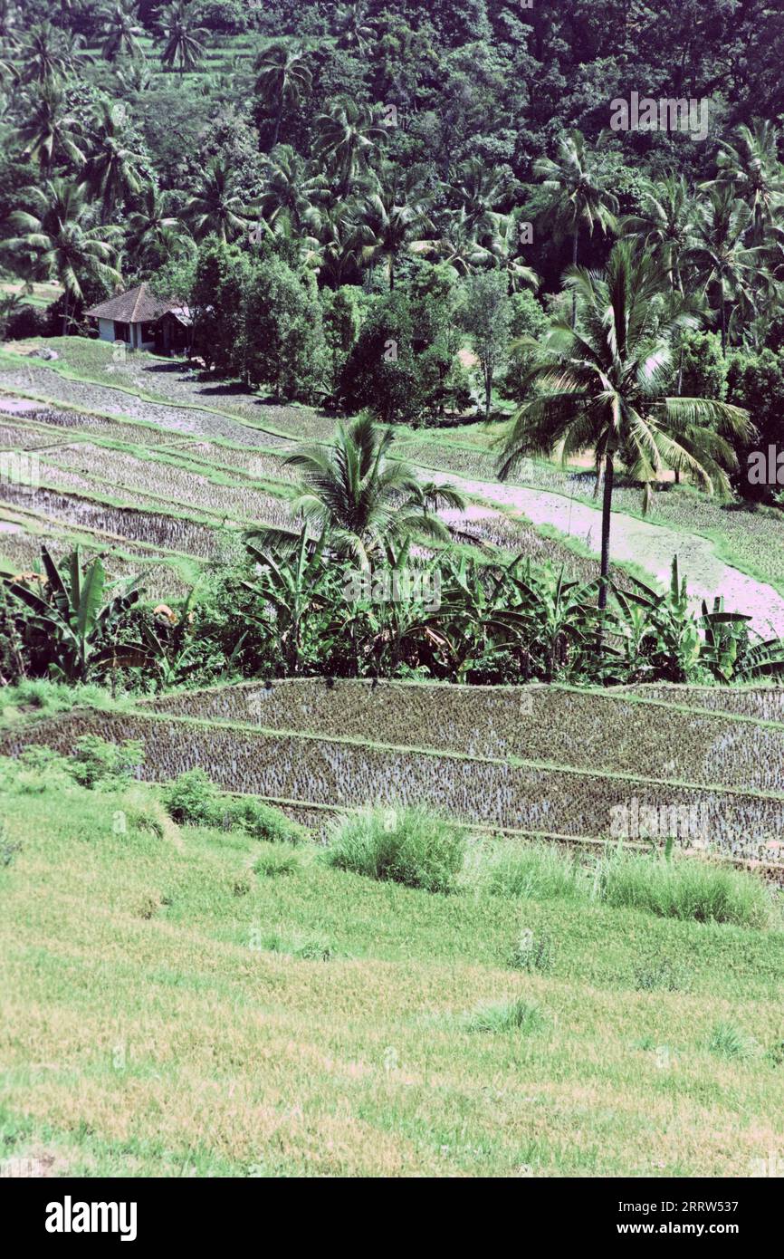 Indonesian rice fields historic hi-res stock photography and images - Alamy