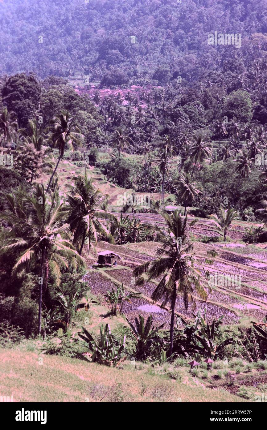 Padi rice fields in Balinese landscape Stock Photo - Alamy