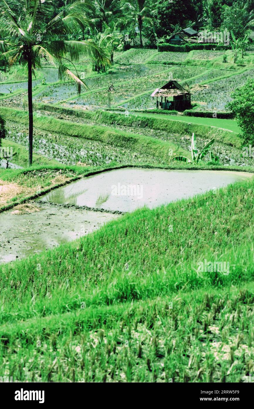 Indonesian rice fields historic hi-res stock photography and images - Alamy