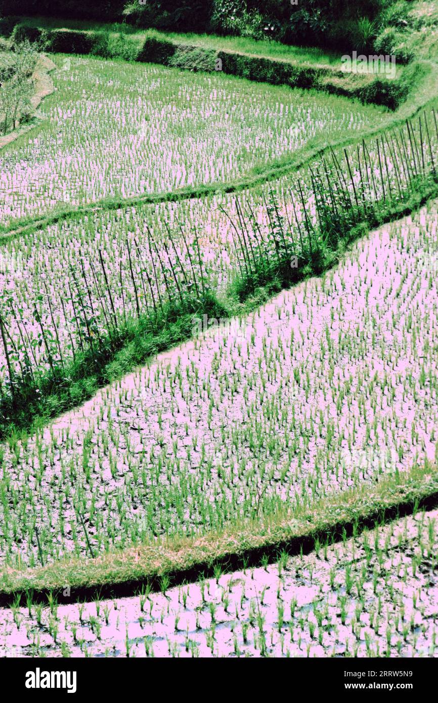 Indonesian rice fields historic hi-res stock photography and images - Alamy