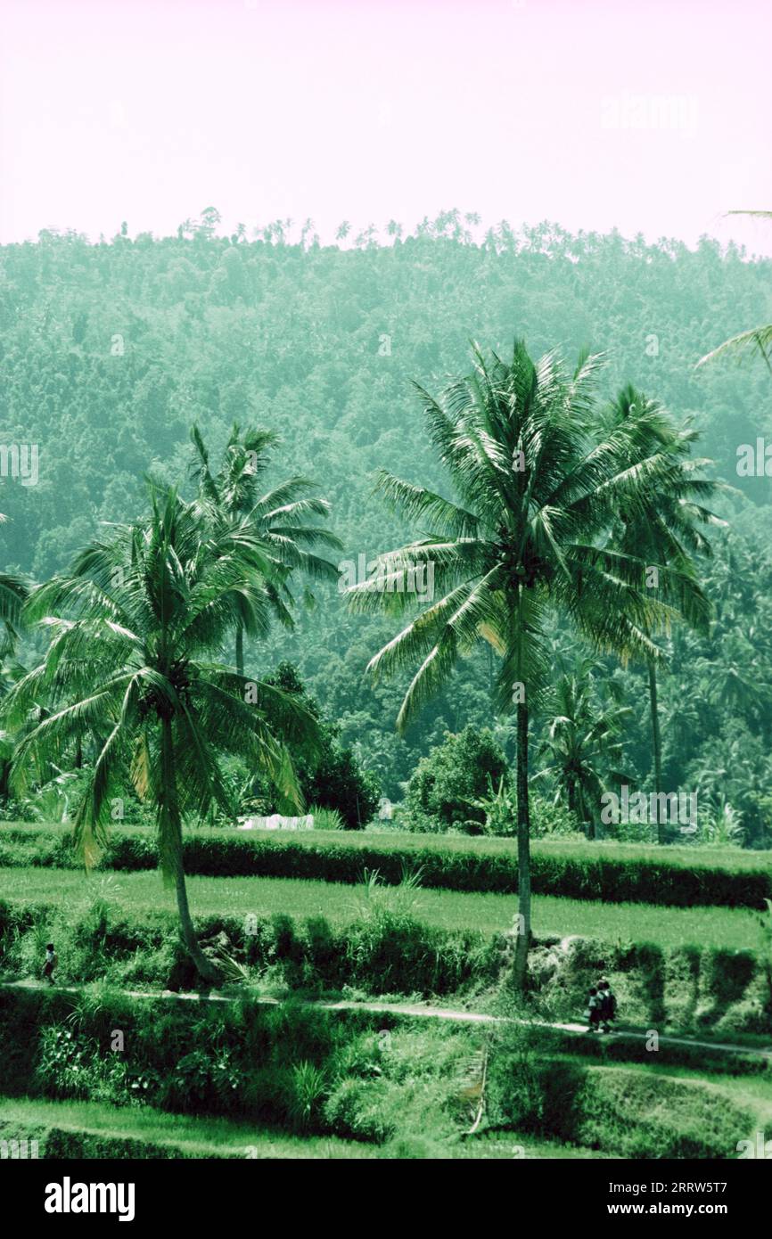 Padi rice fields in Balinese landscape Stock Photo - Alamy