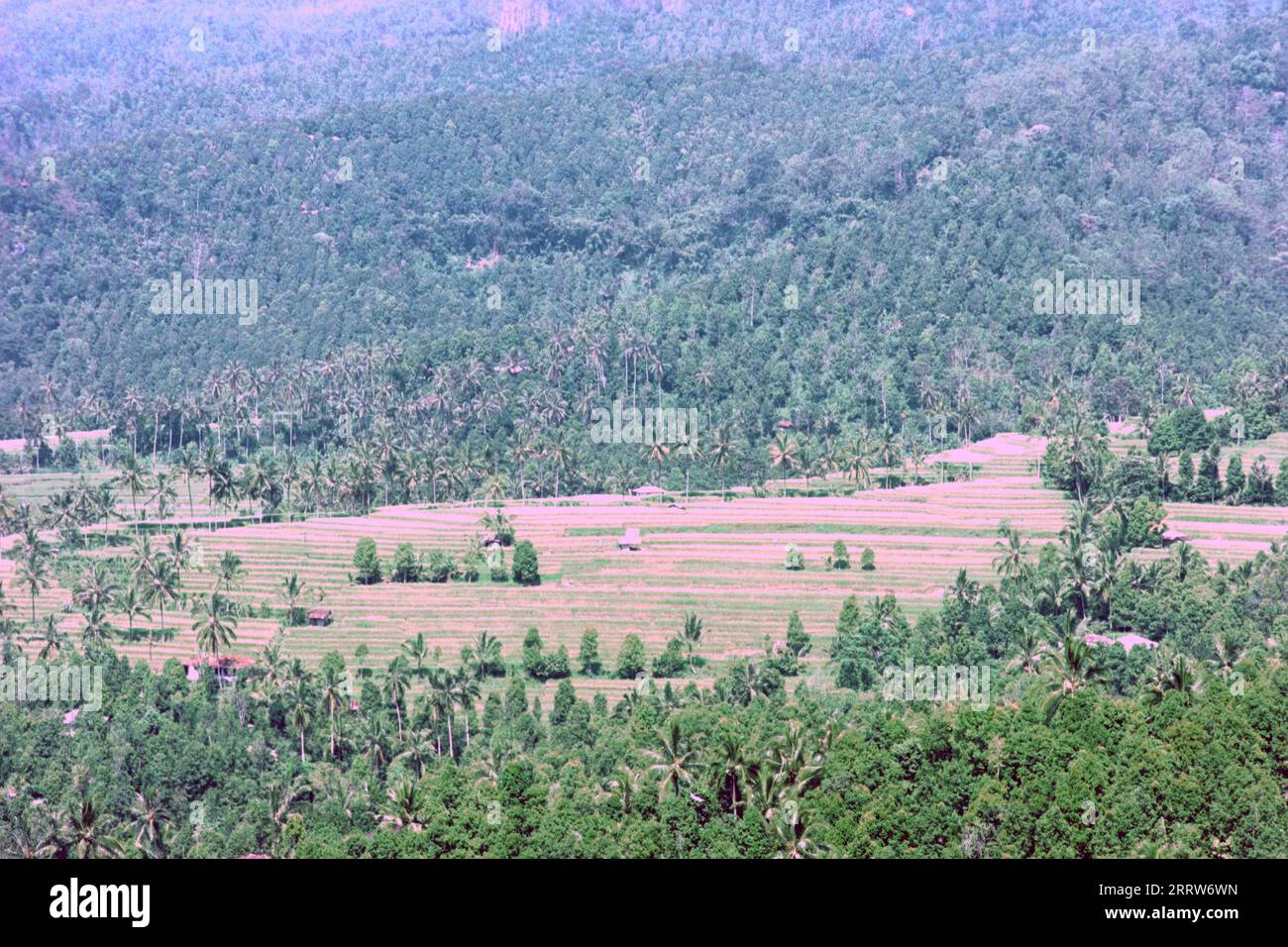 Padi rice fields in Balinese landscape Stock Photo - Alamy