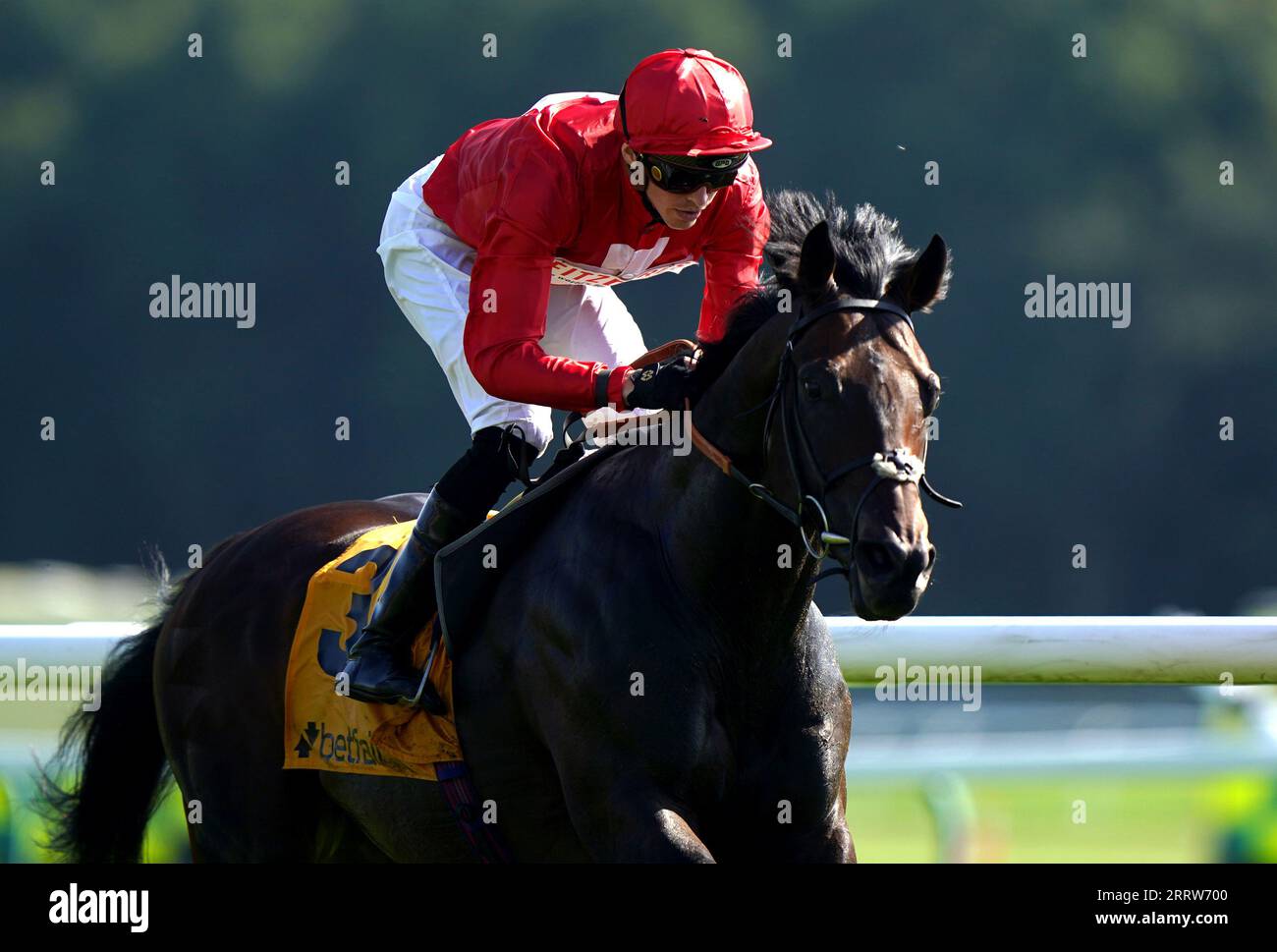 Chindit horse haydock hi-res stock photography and images - Alamy