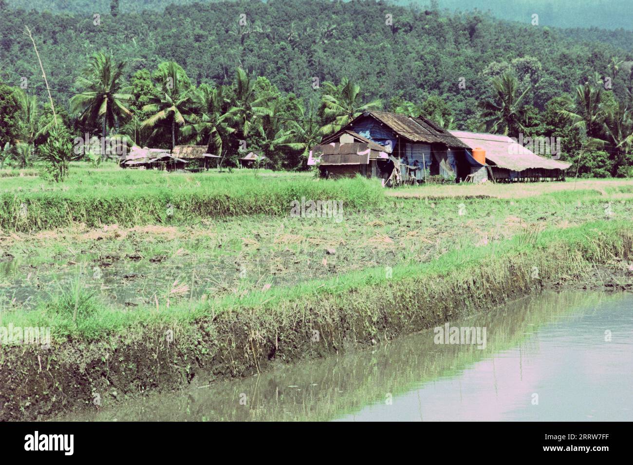 Padi rice fields in Balinese landscape Stock Photo - Alamy