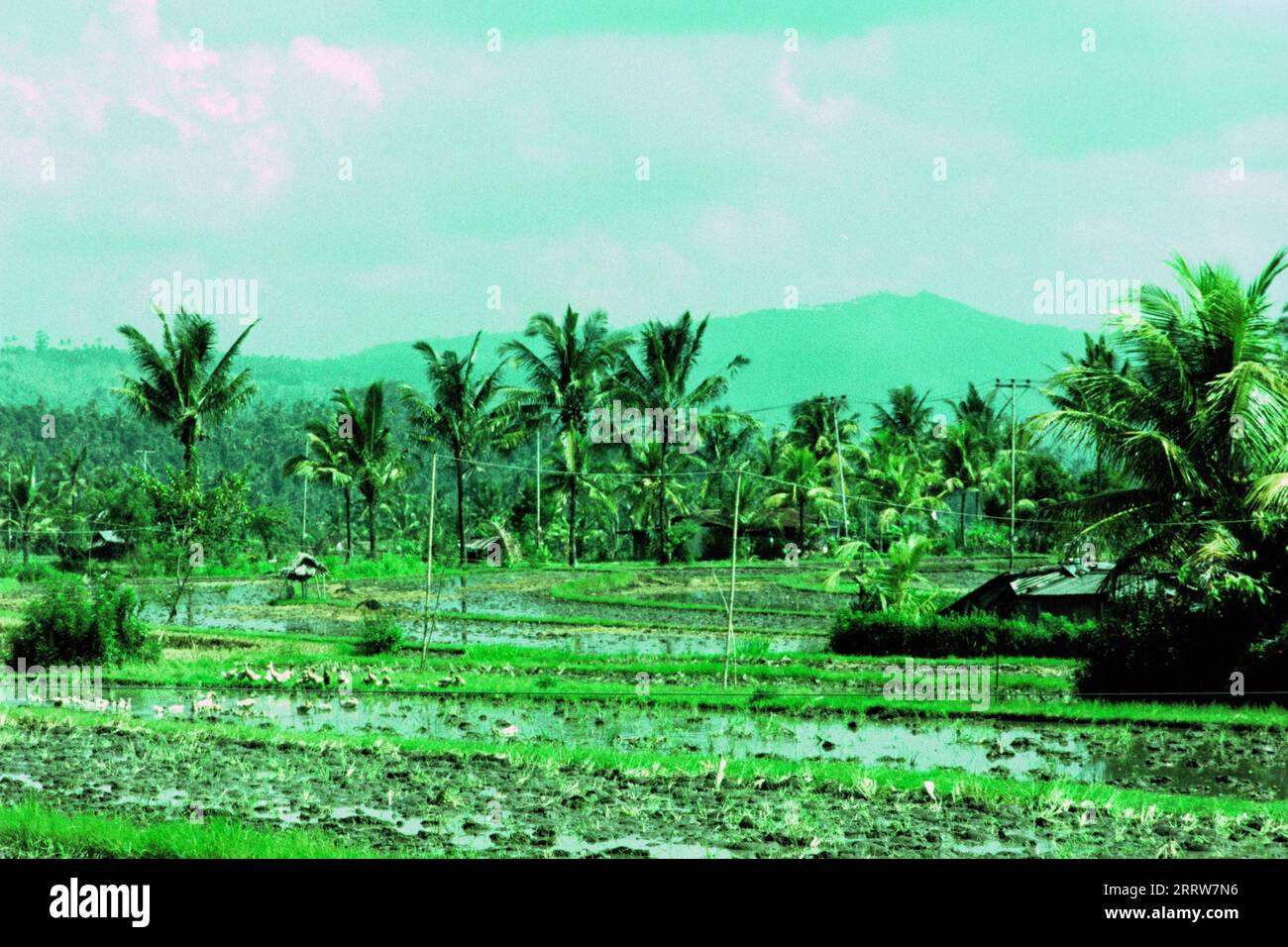 Padi rice fields in Balinese landscape Stock Photo - Alamy