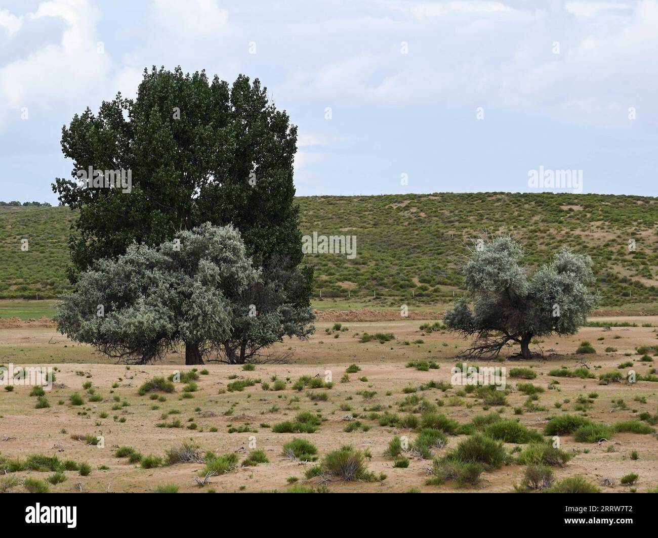 230815 -- ORDOS, Aug. 15, 2023 -- This photo taken on July 21, 2023 ...