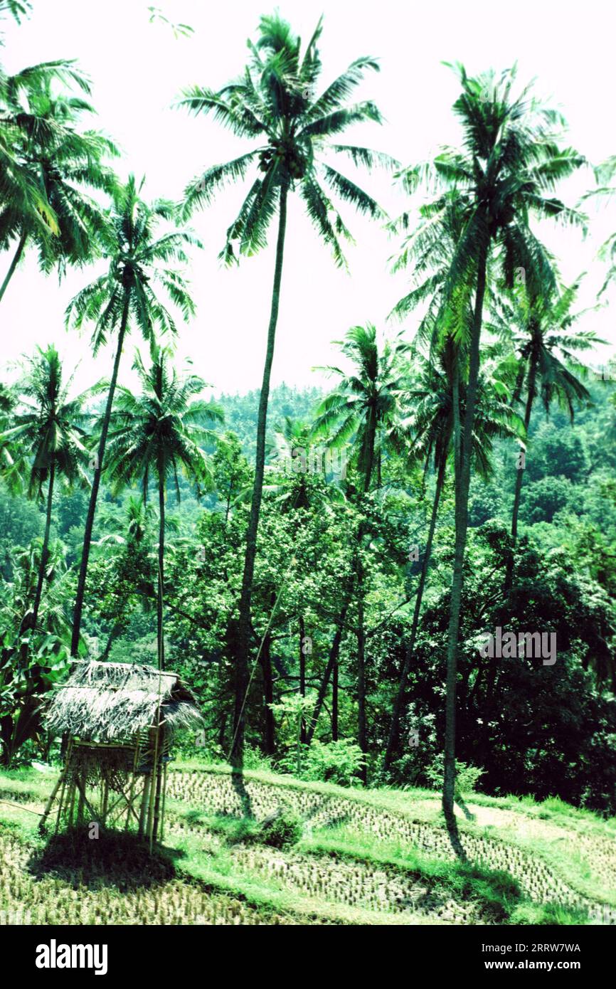 Padi rice fields in Balinese landscape Stock Photo - Alamy