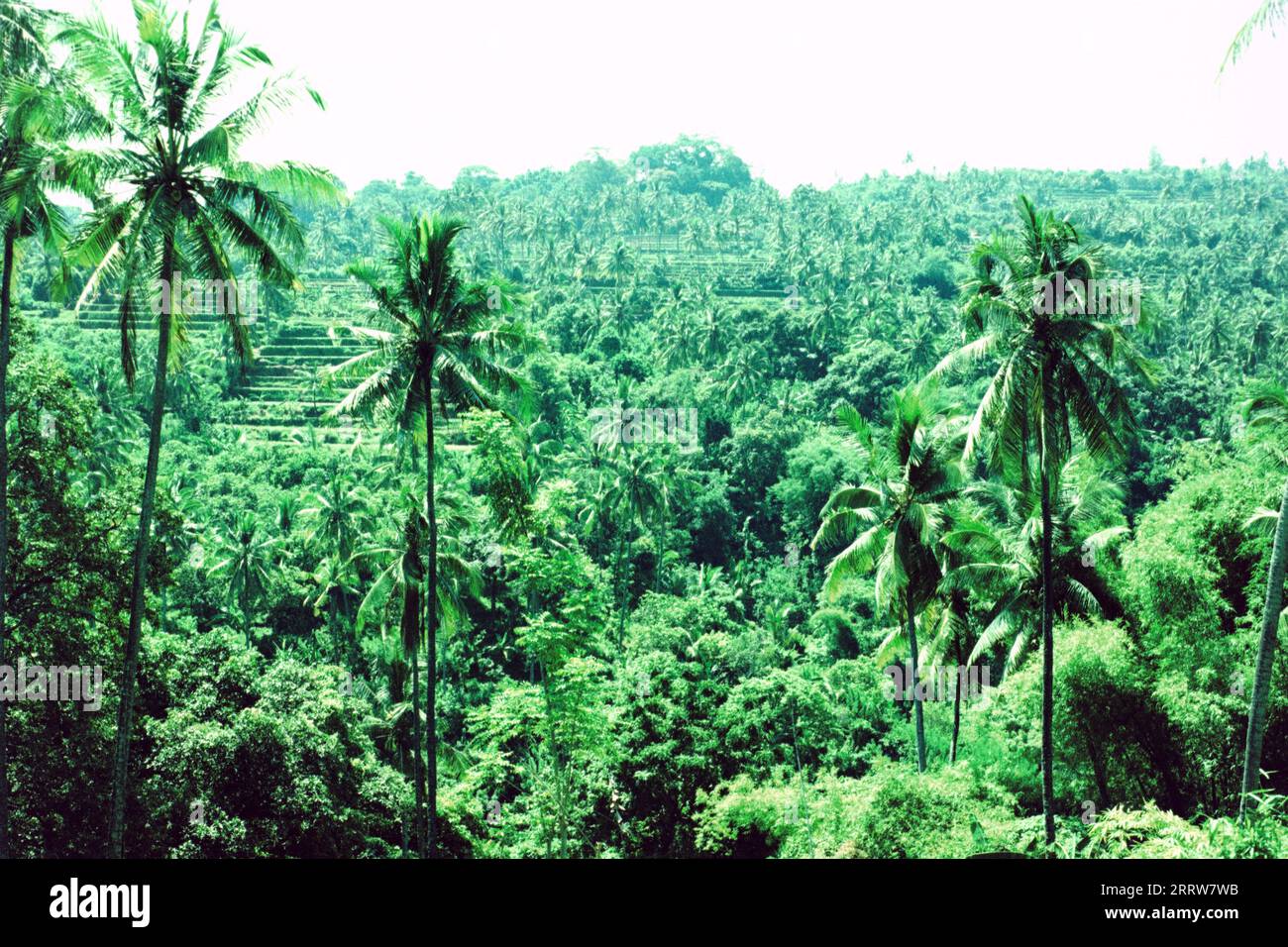 Padi rice fields in Balinese landscape Stock Photo - Alamy