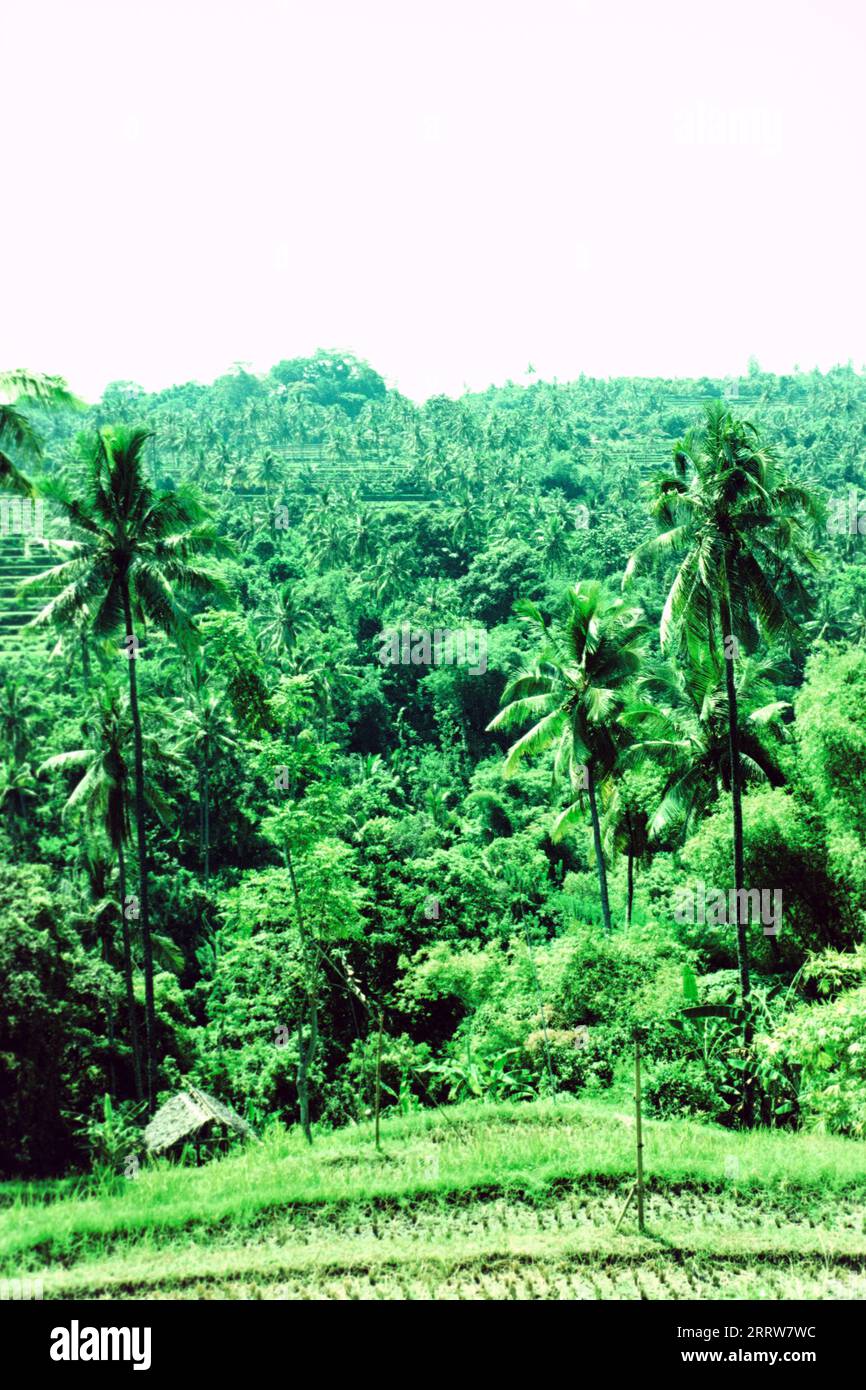 Padi rice fields in Balinese landscape Stock Photo - Alamy