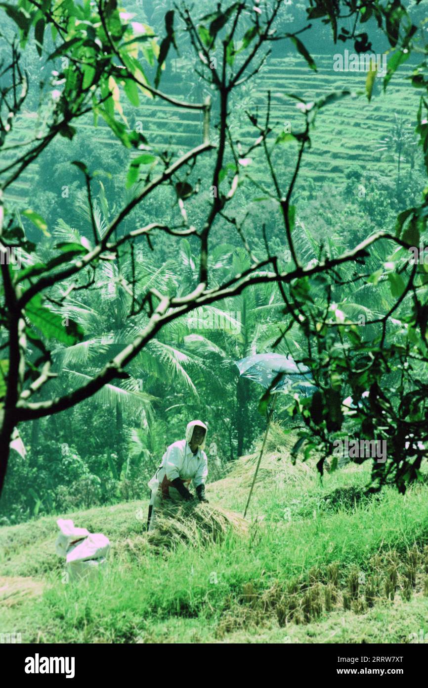 Padi rice fields in Balinese landscape Stock Photo - Alamy